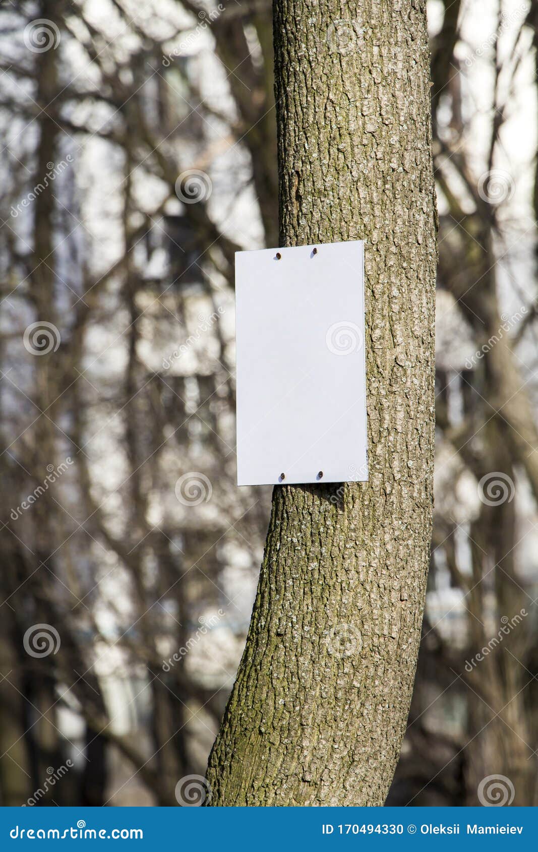 Blank Sign on a Tree in the Park Stock Photo - Image of arrow, notice ...
