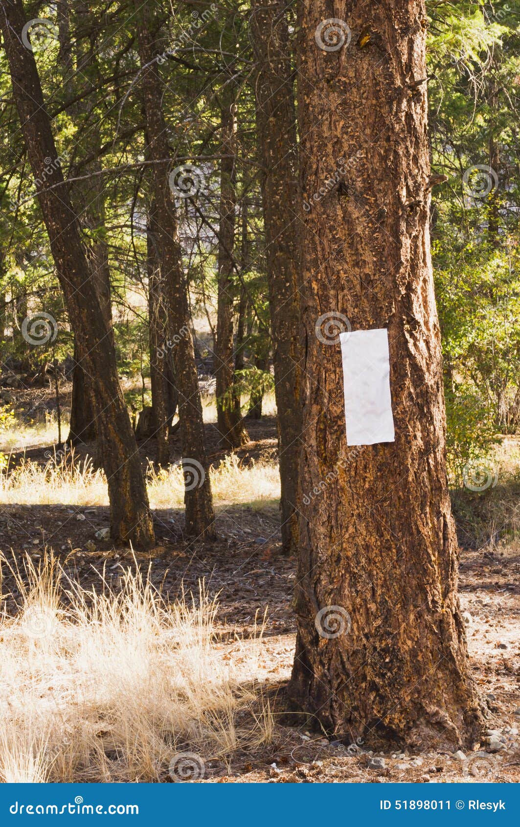 Blank sign on tree stock image. Image of information - 51898011