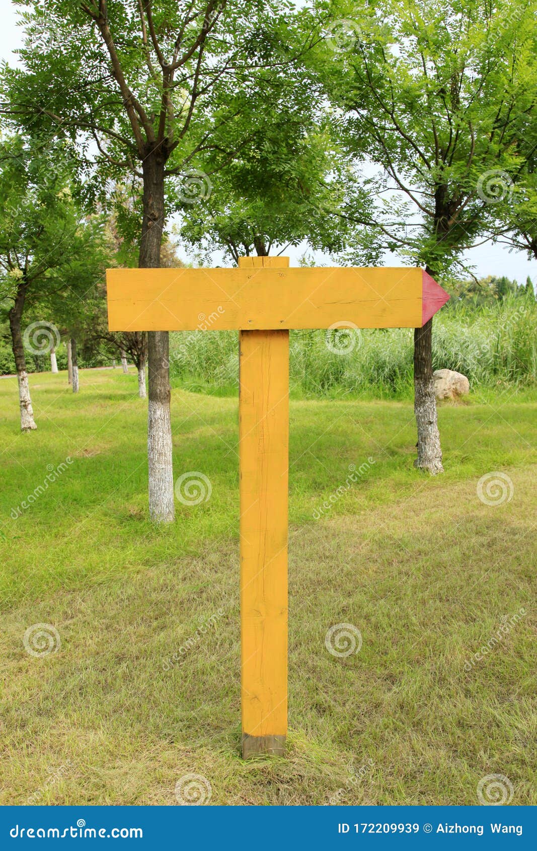 The blank signs stock image. Image of tree, urban, empty - 172209939