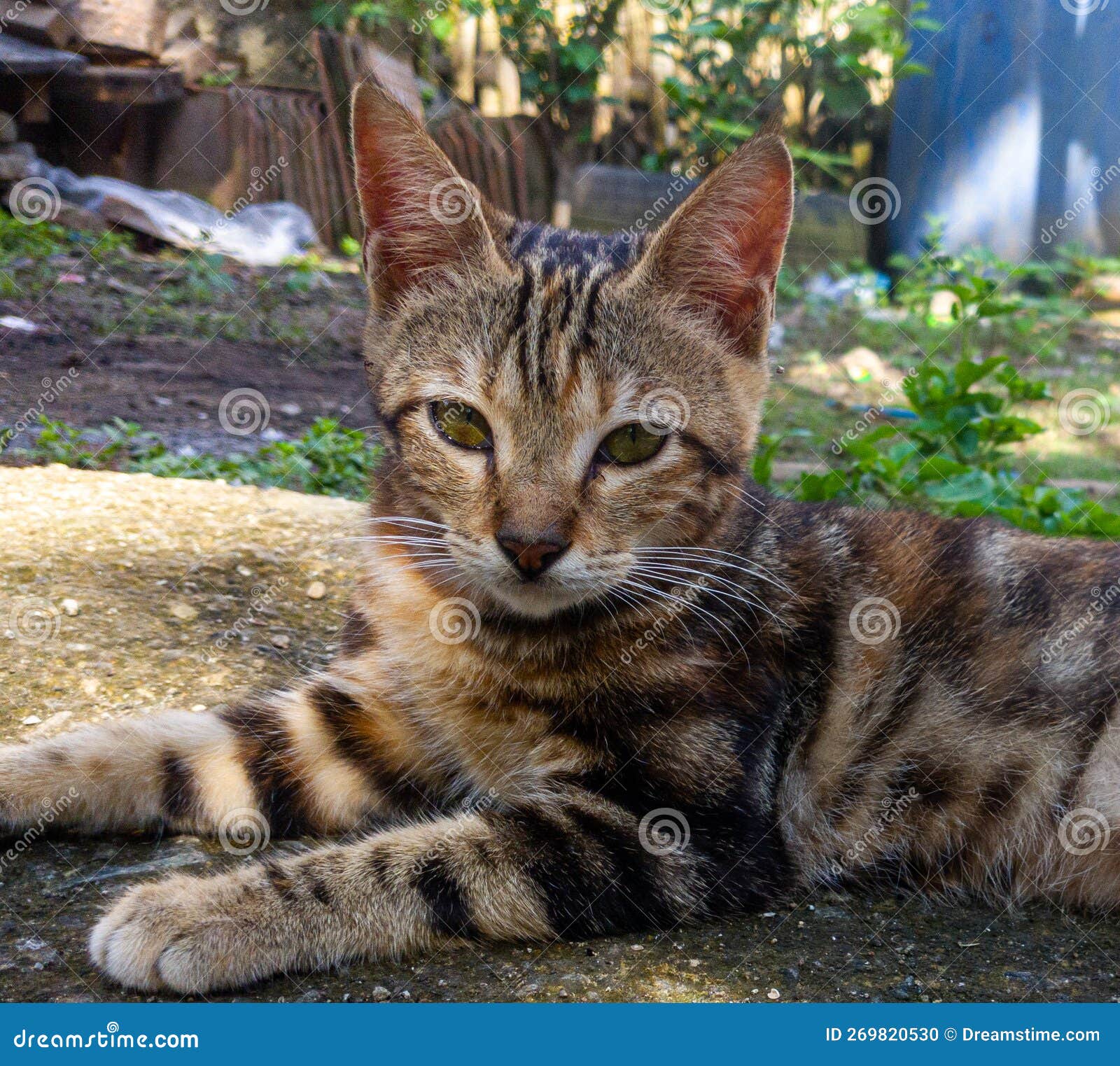 The Blank Stare of a Stray Cat Stock Photo - Image of mammal, carnivore ...