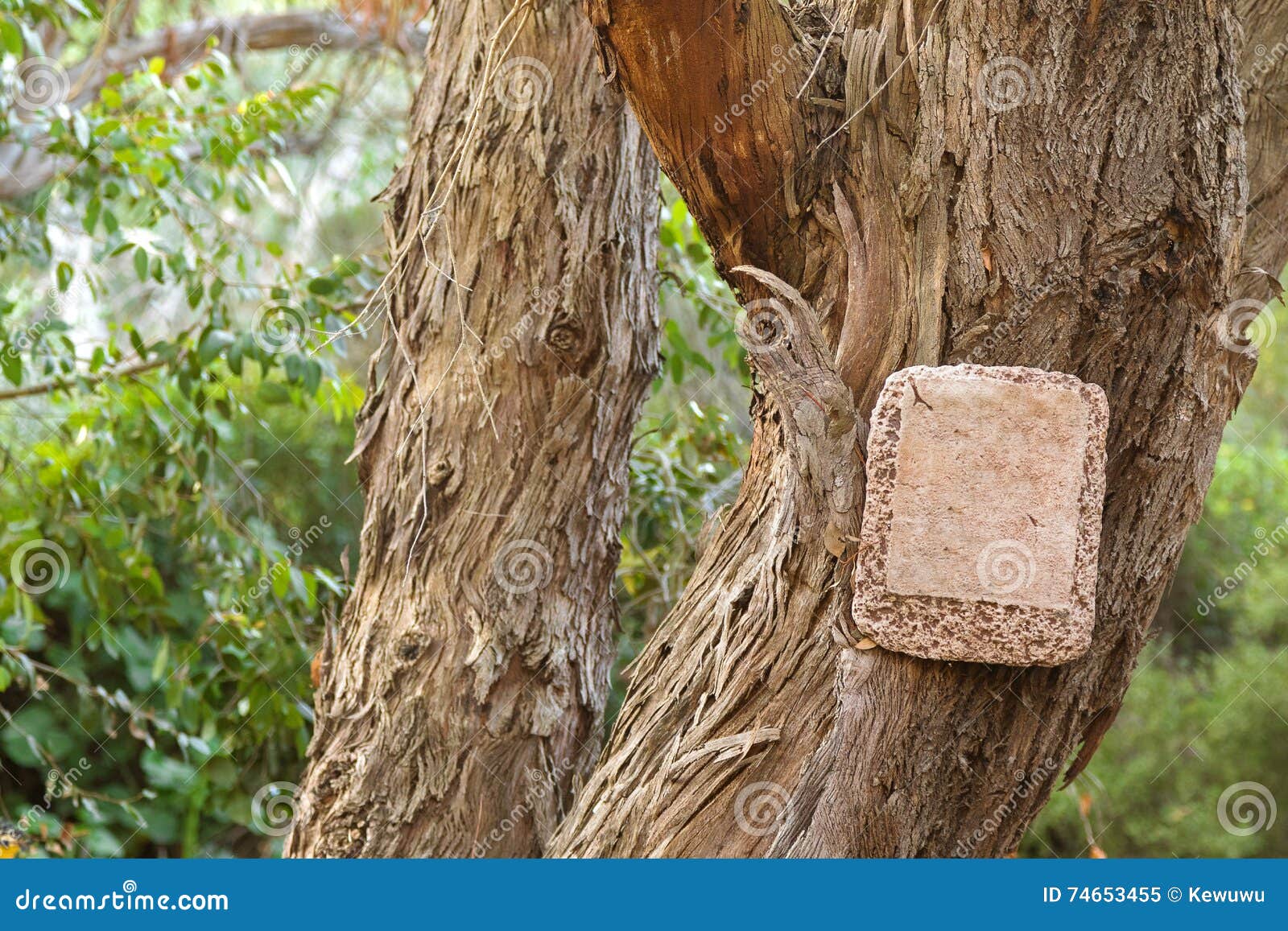 Blank Stone Sign Hanging on Dried Tree with Bark Peeling Off Stock ...