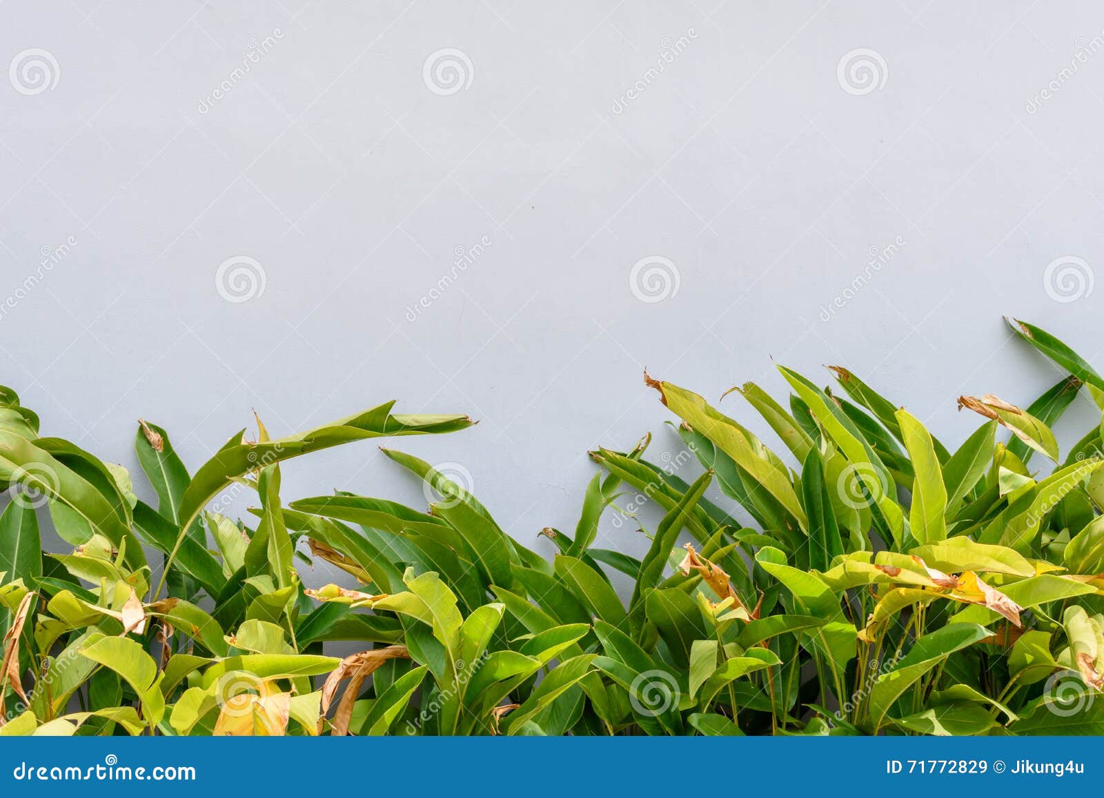Blank wall backdrop stock image. Image of plant, blank - 71772829