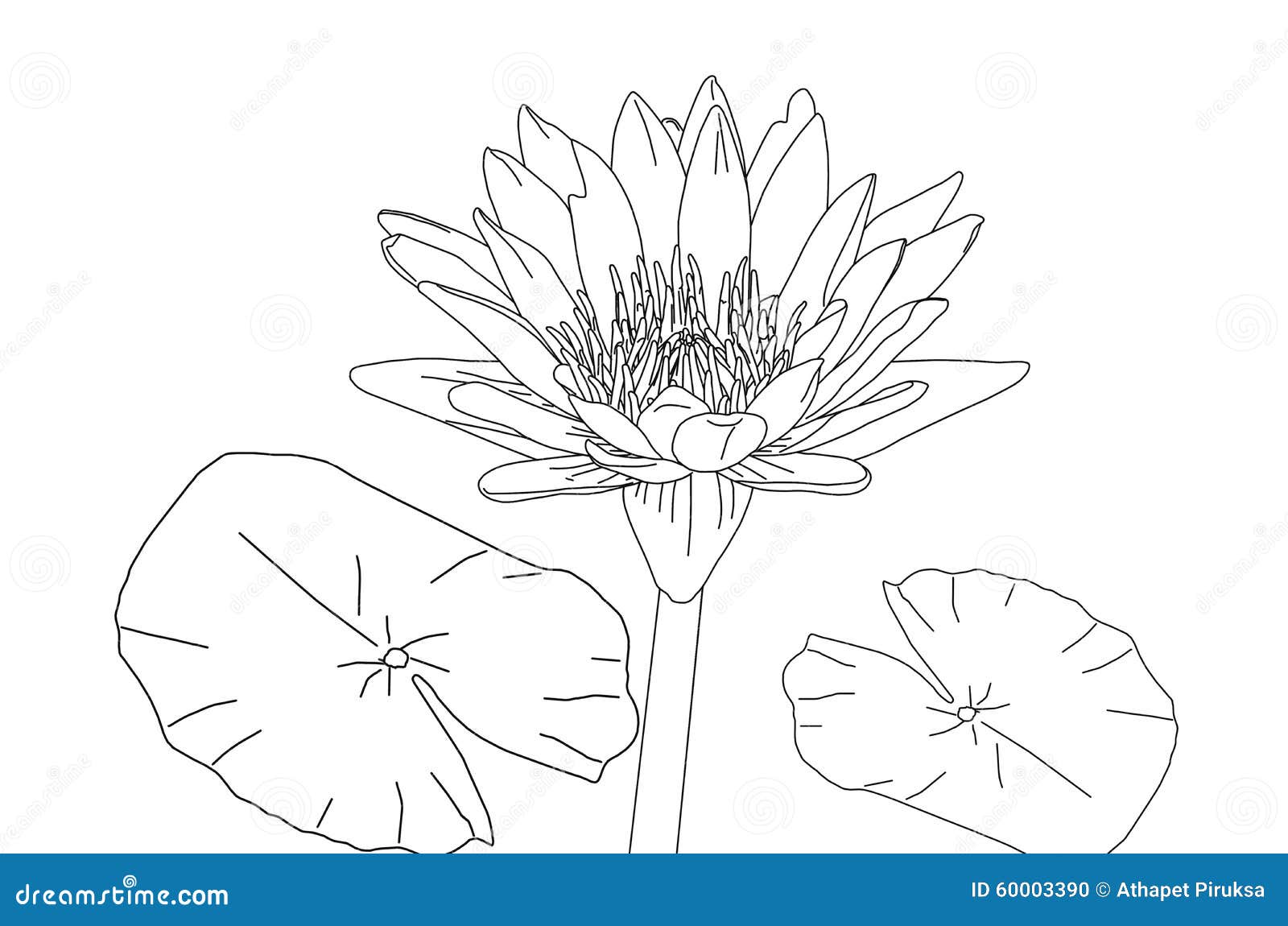 Blank Water Lily Lines for Painting Stock Illustration - Illustration ...