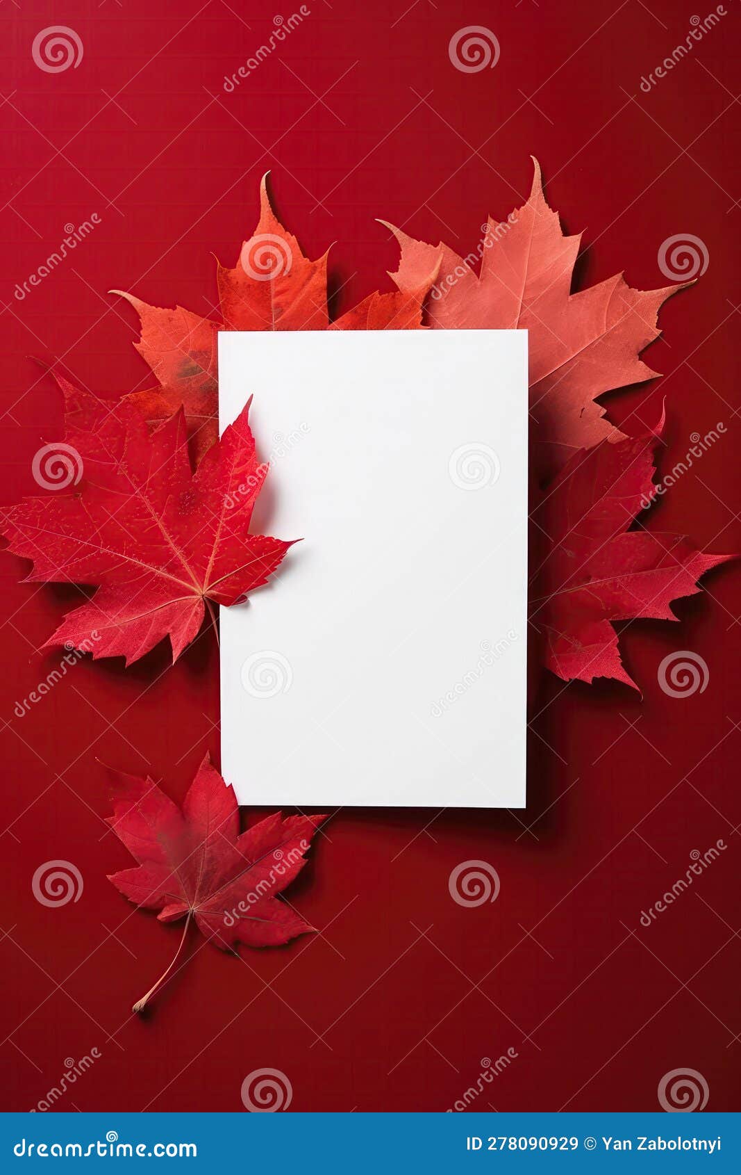 Blank White Card on Red and Black Background with Maple Leaves Postcard ...