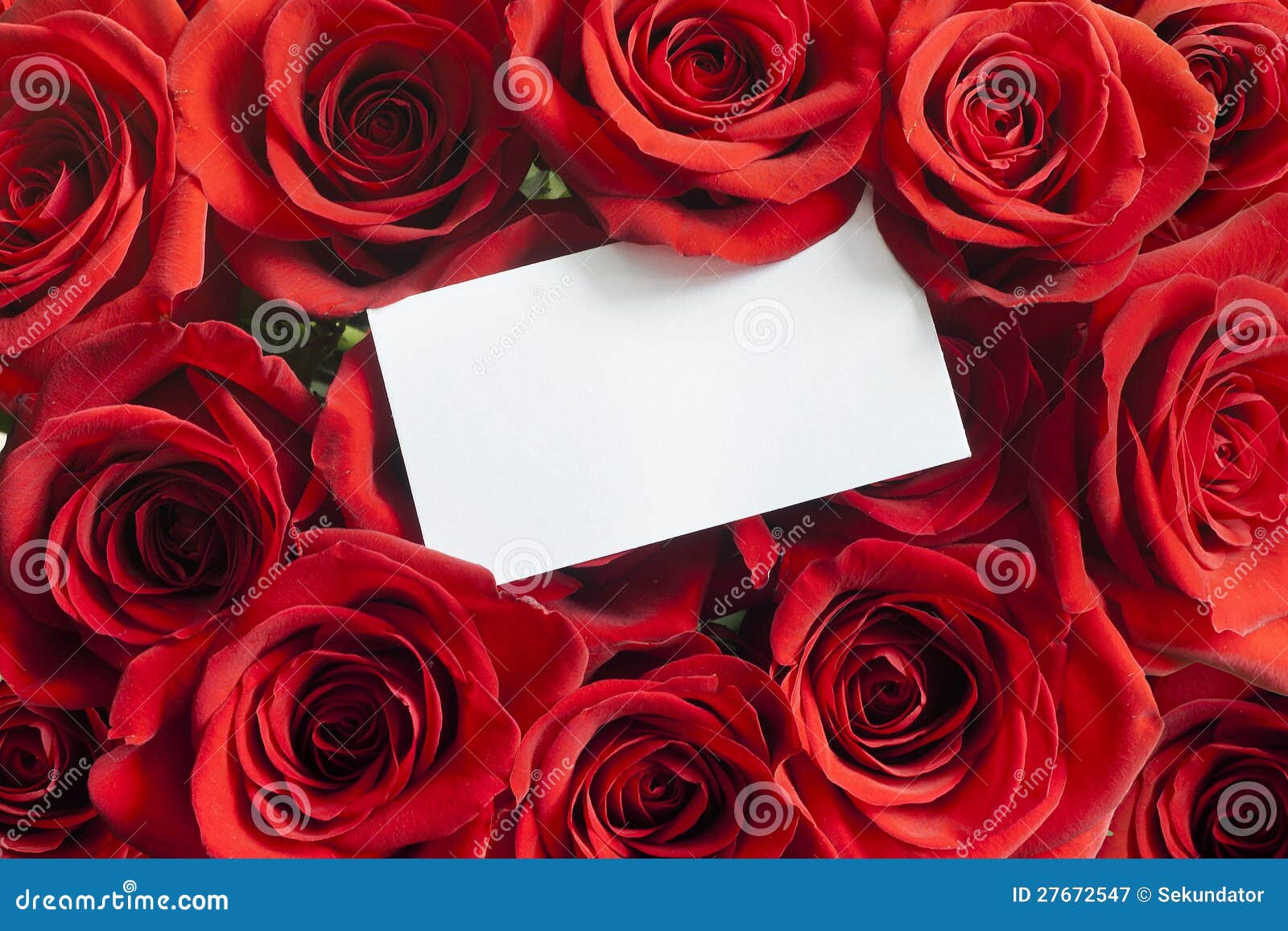 Blank White Gift Card on a Red Rose Valentine Stock Image - Image of ...