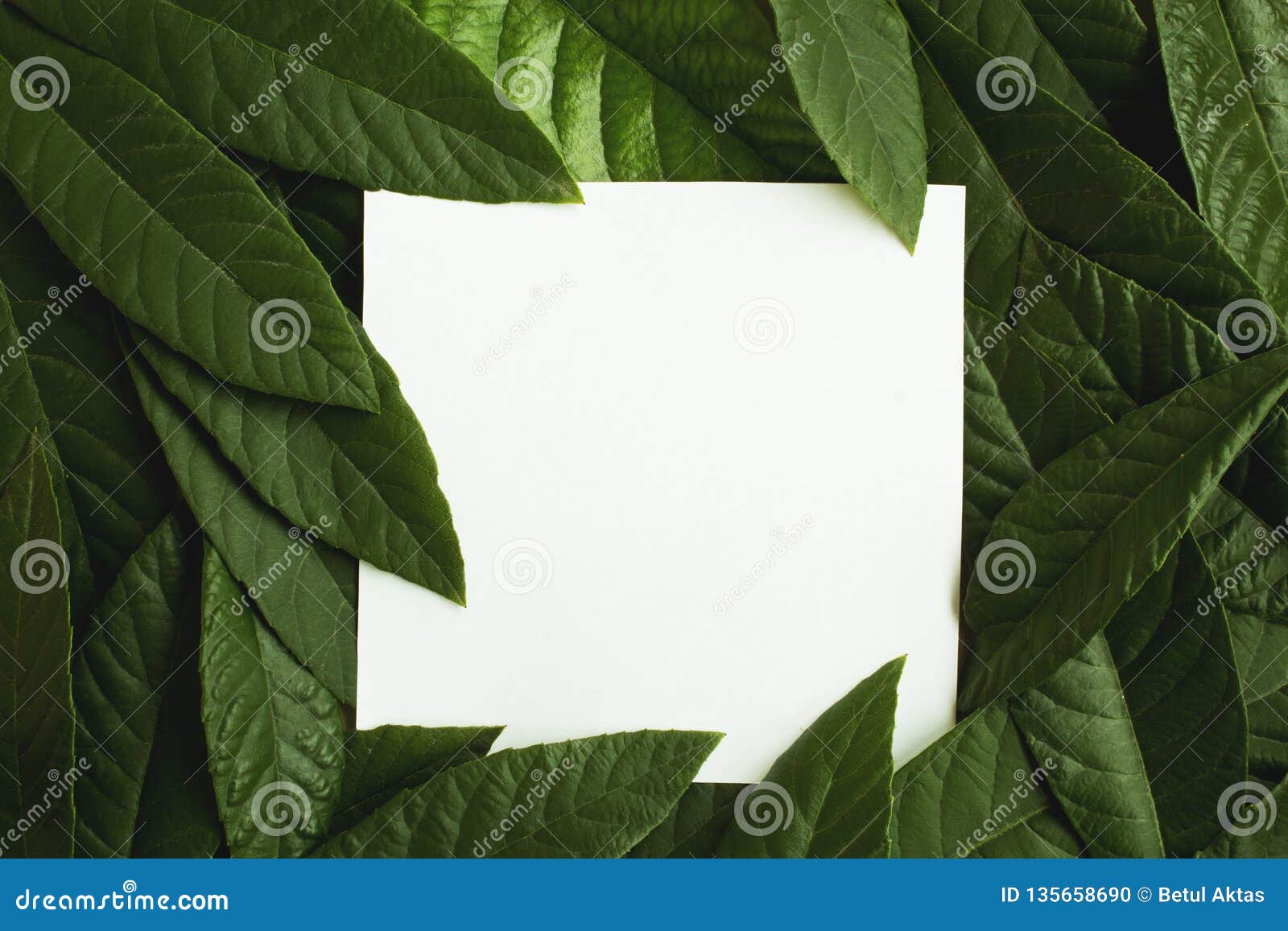Blank White Paper on a Green Leaves. Stock Photo - Image of background ... Blank White Paper on a Green Leaves. Stock Photo - Image of background ...