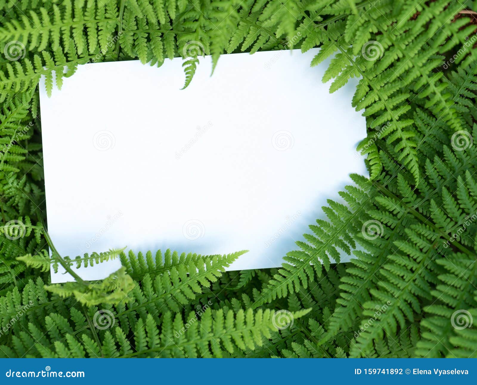 Blank White Paper on a Green Leaves. Top View Stock Photo - Image of ... Blank White Paper on a Green Leaves. Top View Stock Photo - Image of ...