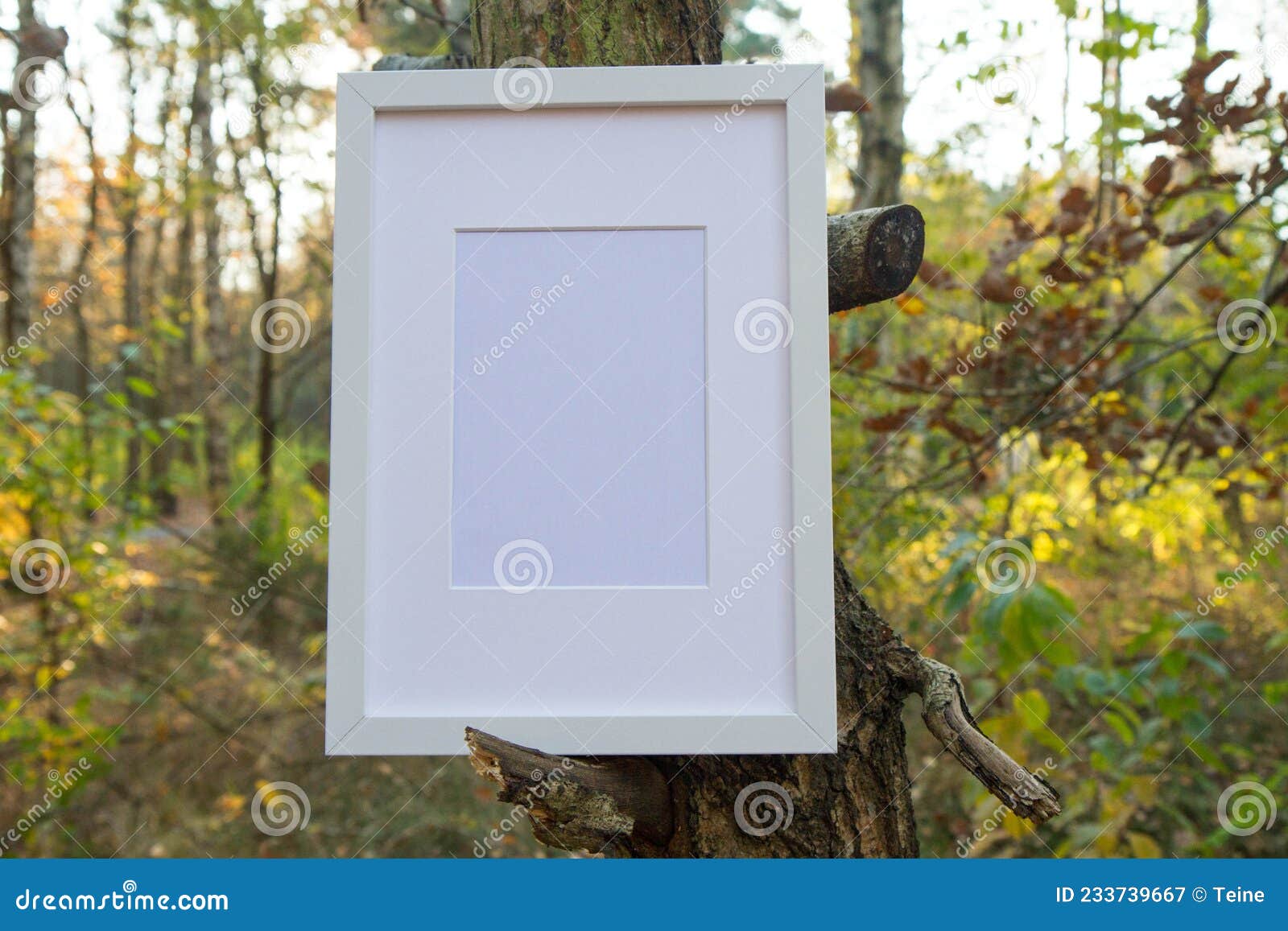 Blank Picture Frame on a Tree Stock Image - Image of idea, detail ...
