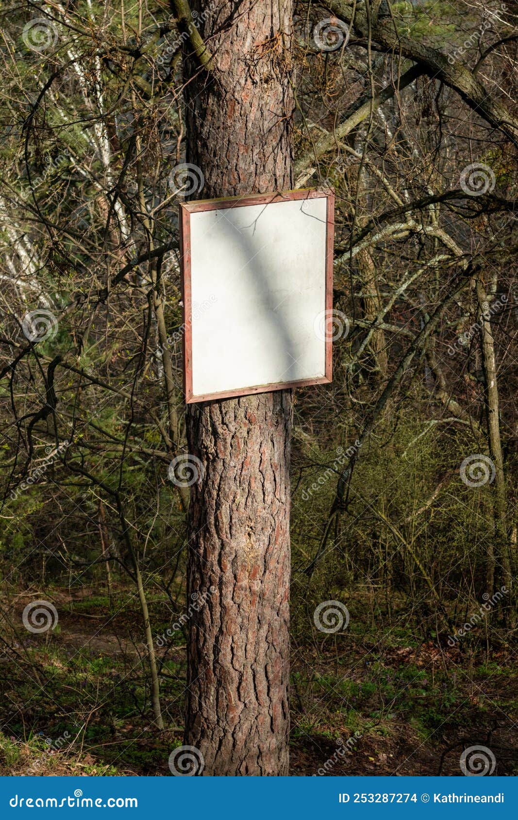 Blank White Sign Board on Pine Tree in the Forest Stock Photo - Image ...