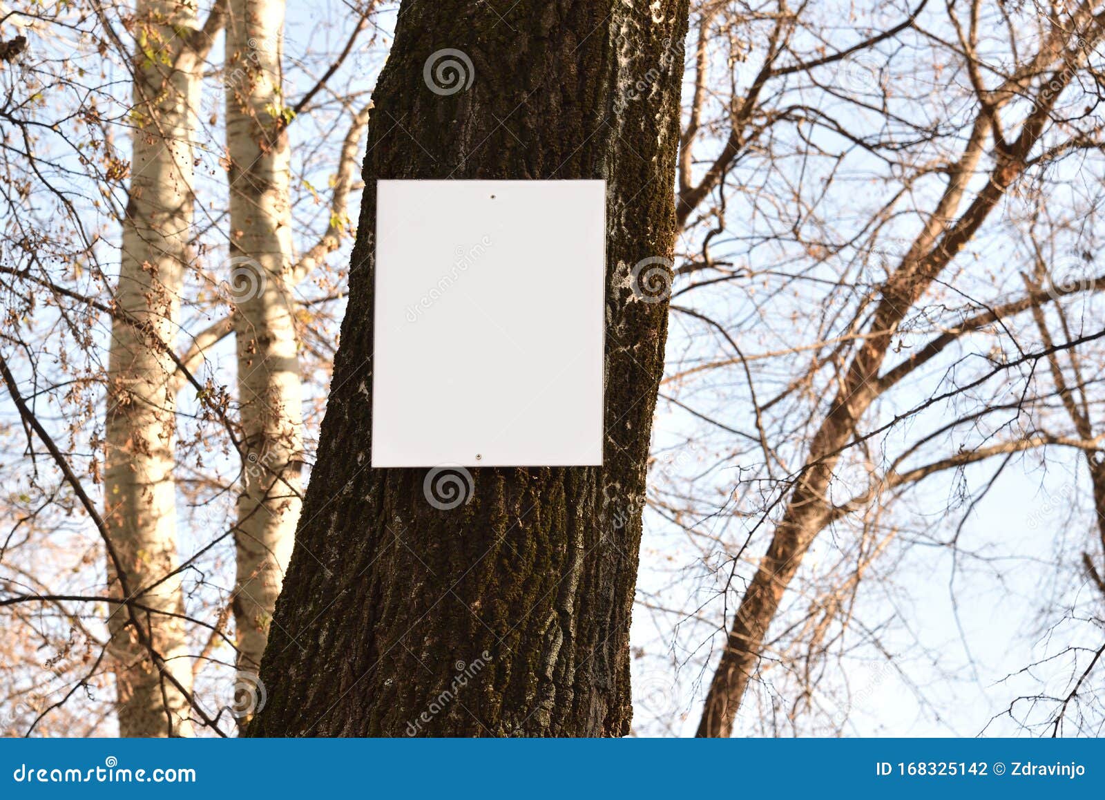 Blank White Sign Board on a Tree in the Forest Stock Photo - Image of ...