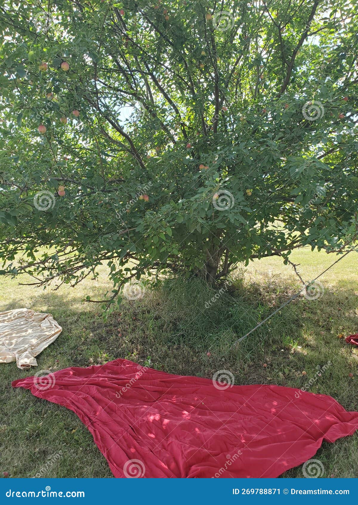Blankets Under the Tree To Catch Apples Stock Image - Image of sunlight ...