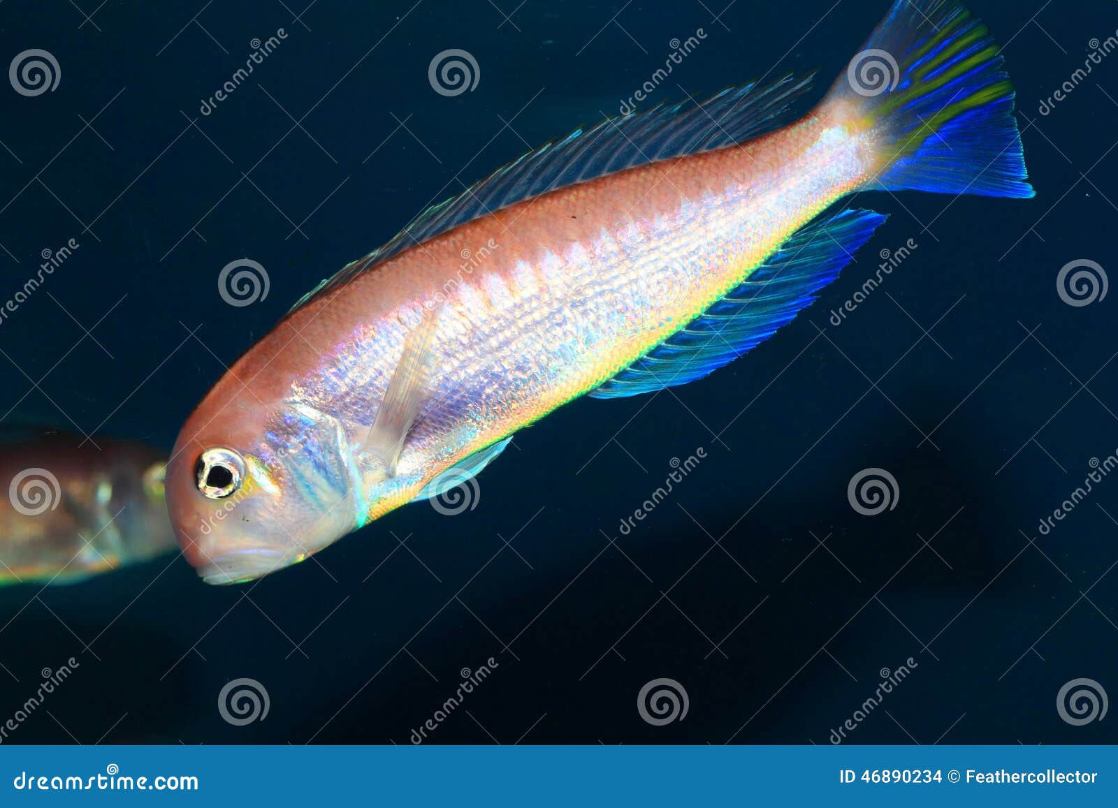 Blanquillo de Horsehead foto de archivo. Imagen de acuario - 46890234