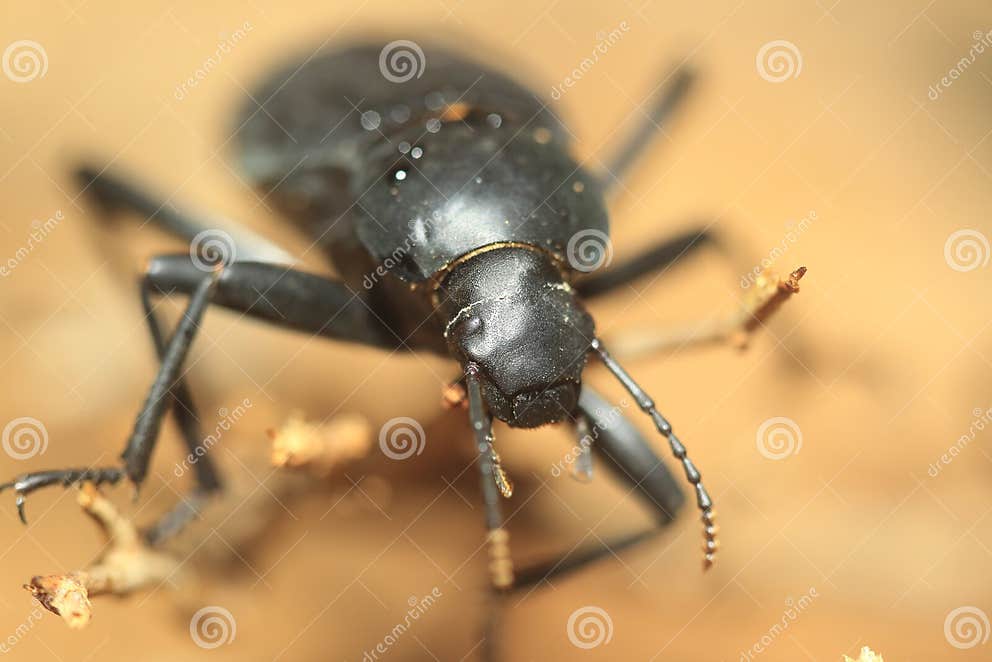 Blaps polychresta stock image. Image of blaptini, branch - 81738273