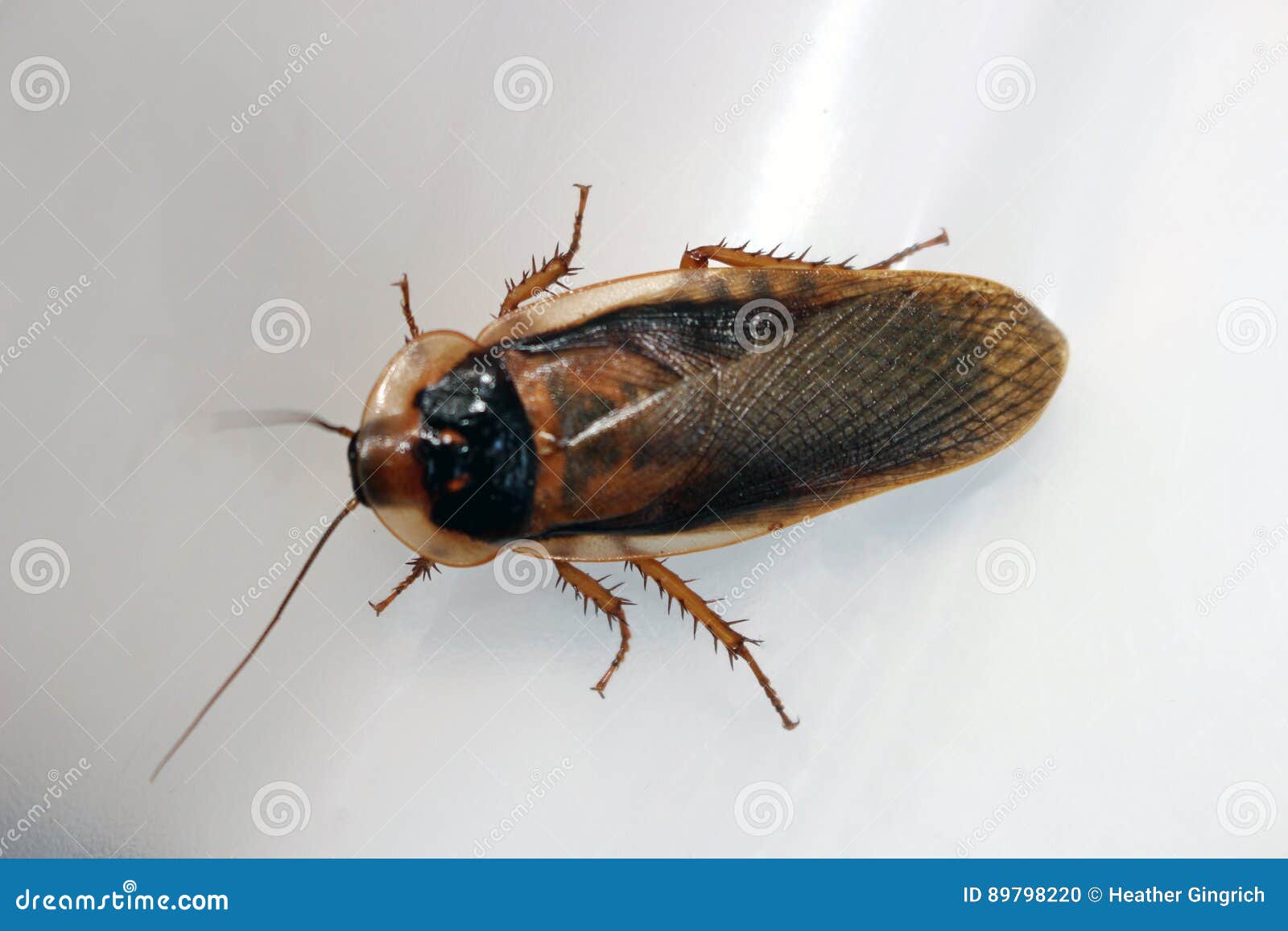 Blaptica Dubia Cockroach stock photo. Image of growth - 89798220