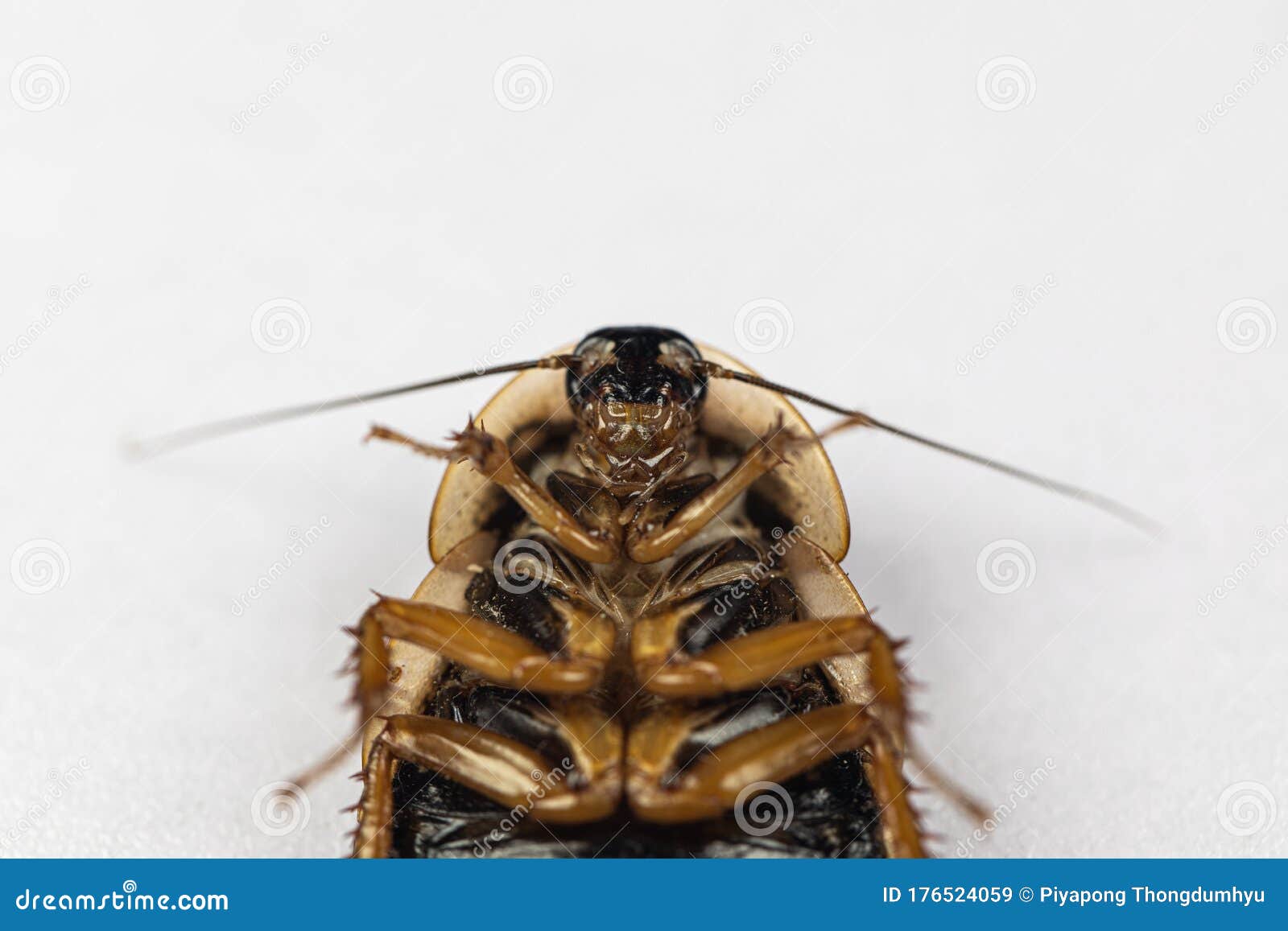 Blaptica Dubia, Dubia Roach, Also Known As the Orange-spotted Roach in ...