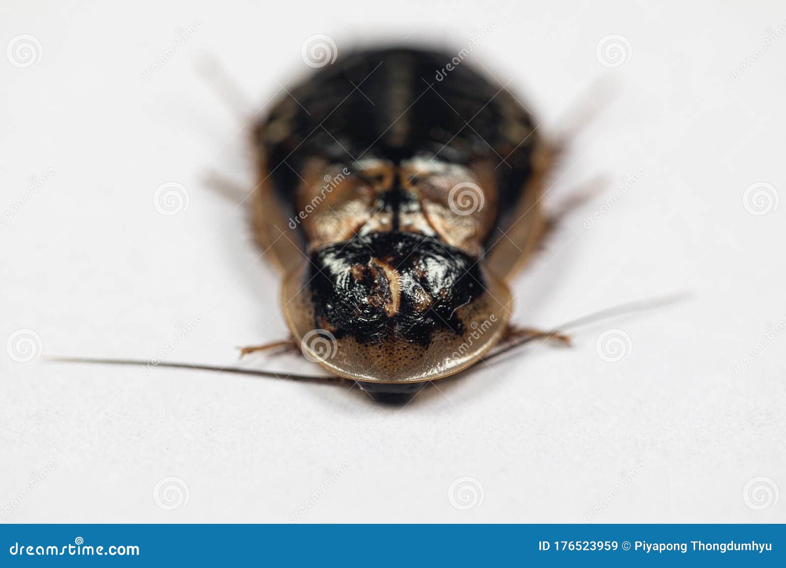 Blaptica Dubia, Dubia Roach, Also Known As the Orange-spotted Roach in ...