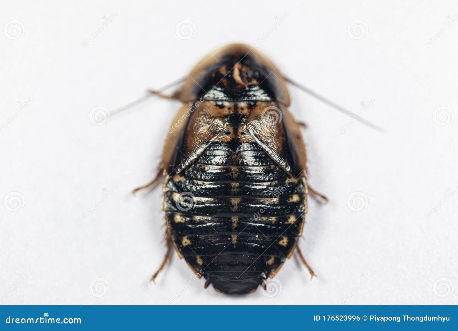 Blaptica Dubia, Dubia Roach, Also Known As the Orange-spotted Roach in ...