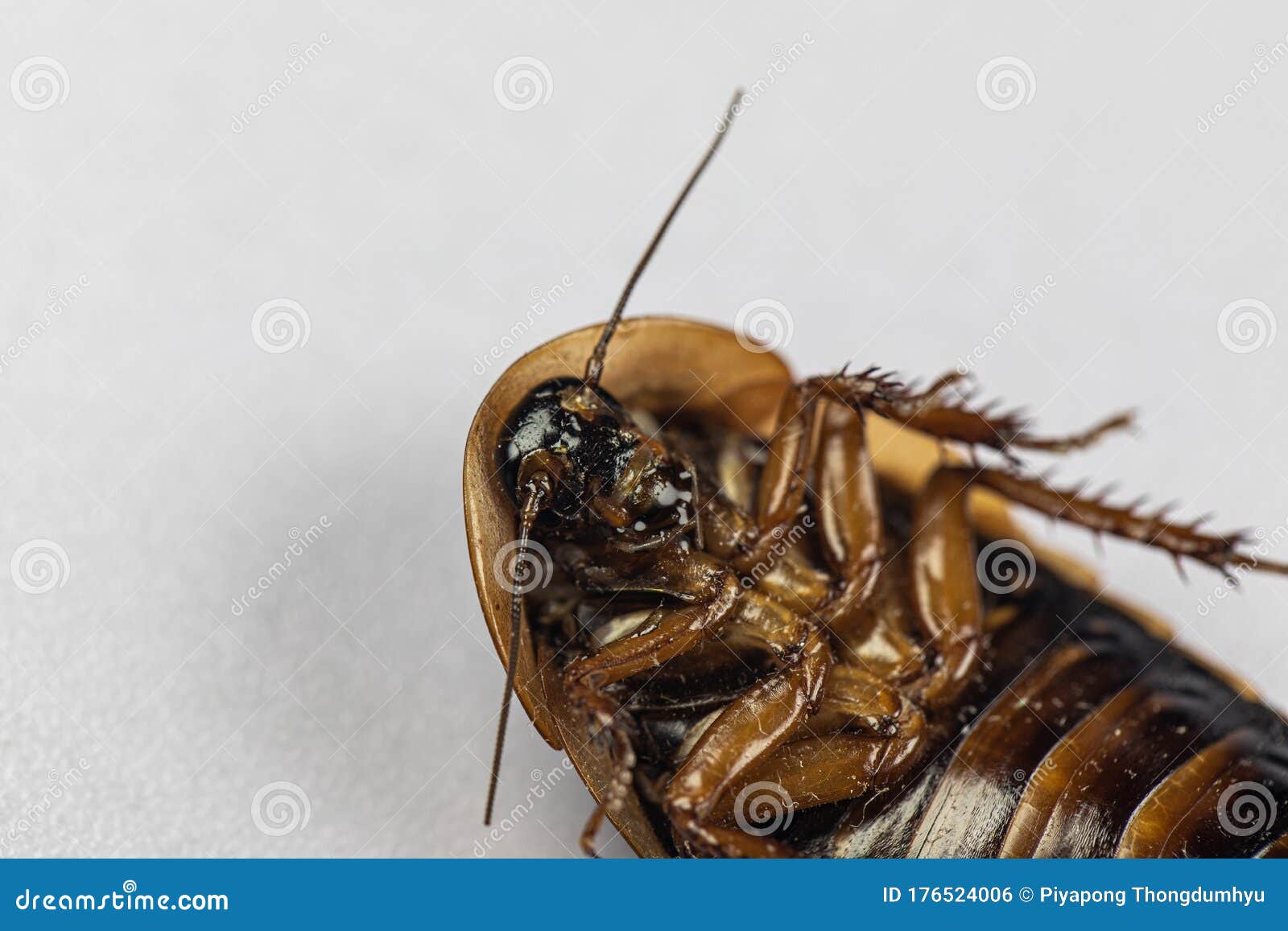 Blaptica Dubia, Dubia Roach, Also Known As the Orange-spotted Roach in ...