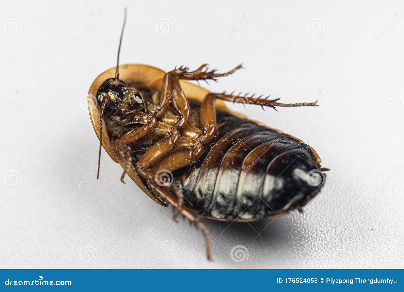 Blaptica Dubia, Dubia Roach, Also Known As the Orange-spotted Roach in ...