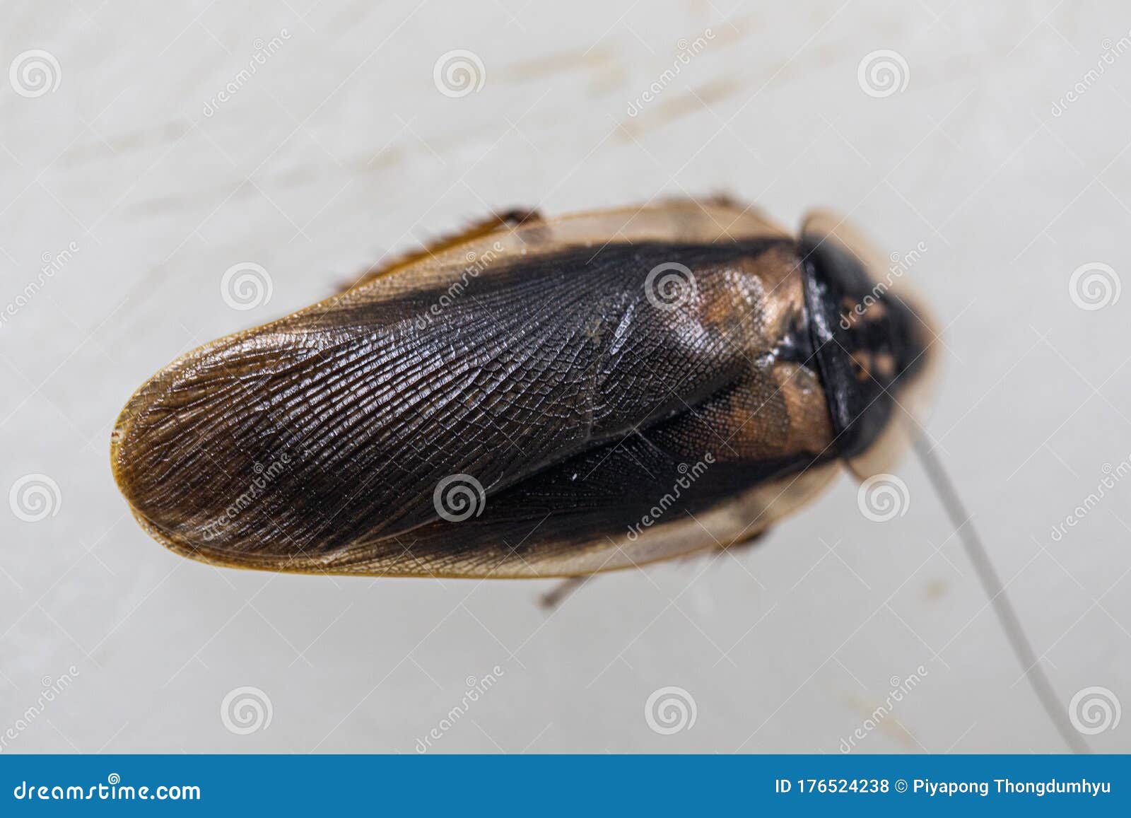 Blaptica Dubia, Dubia Roach, Also Known As the Orange-spotted Roach in ...