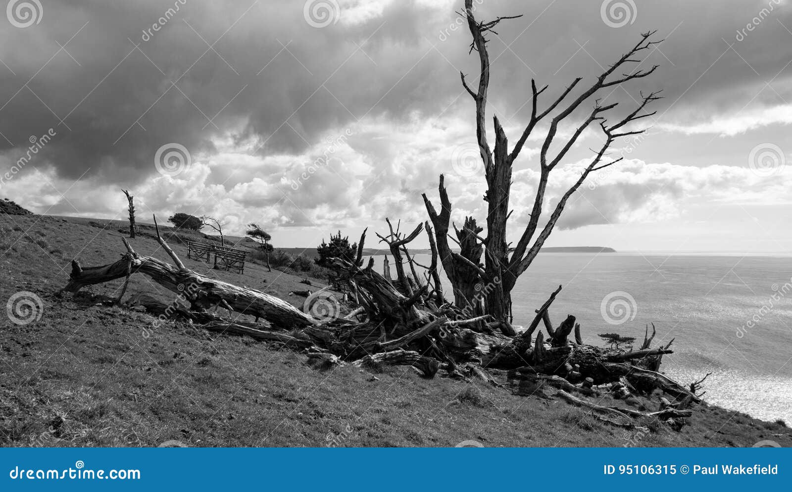 Blasted tree by the sea stock image. Image of reach, bleak - 95106315