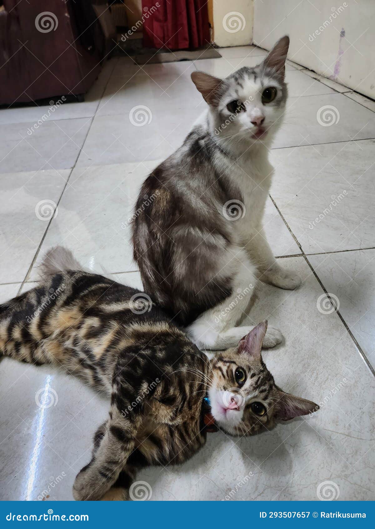 White and blaster cats stock image. Image of animal - 293507657
