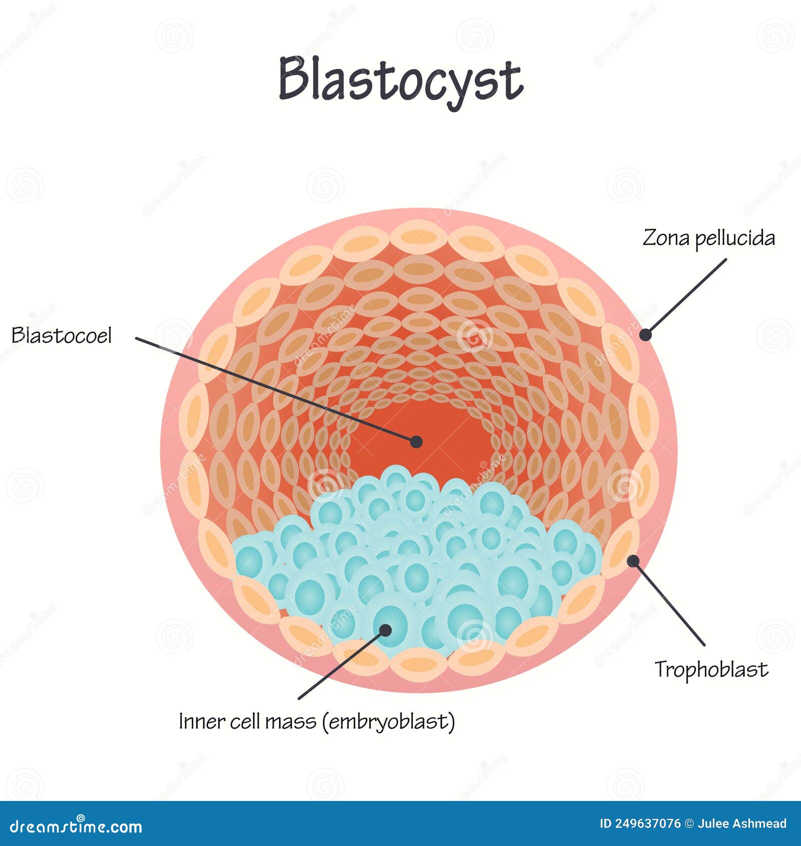 Blastocyst Vector Illustration Infographic. Biological Embryo Early ...