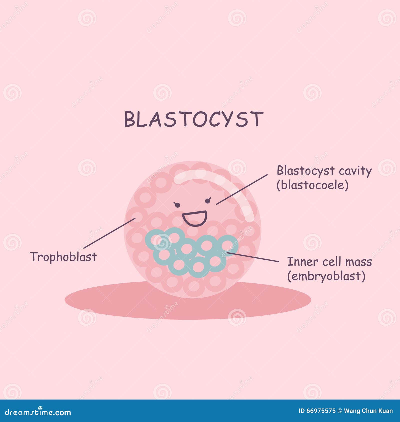 Set Of Spermatozoon Cartoon Characters | CartoonDealer.com #13966949