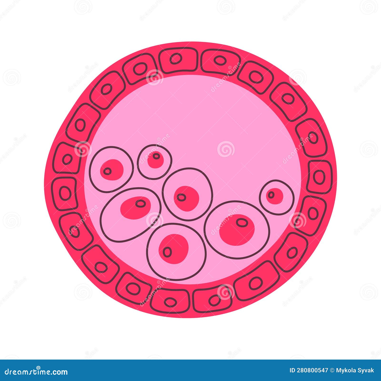 Blastocyst Human Cell Cartoon Vector | CartoonDealer.com #280800547