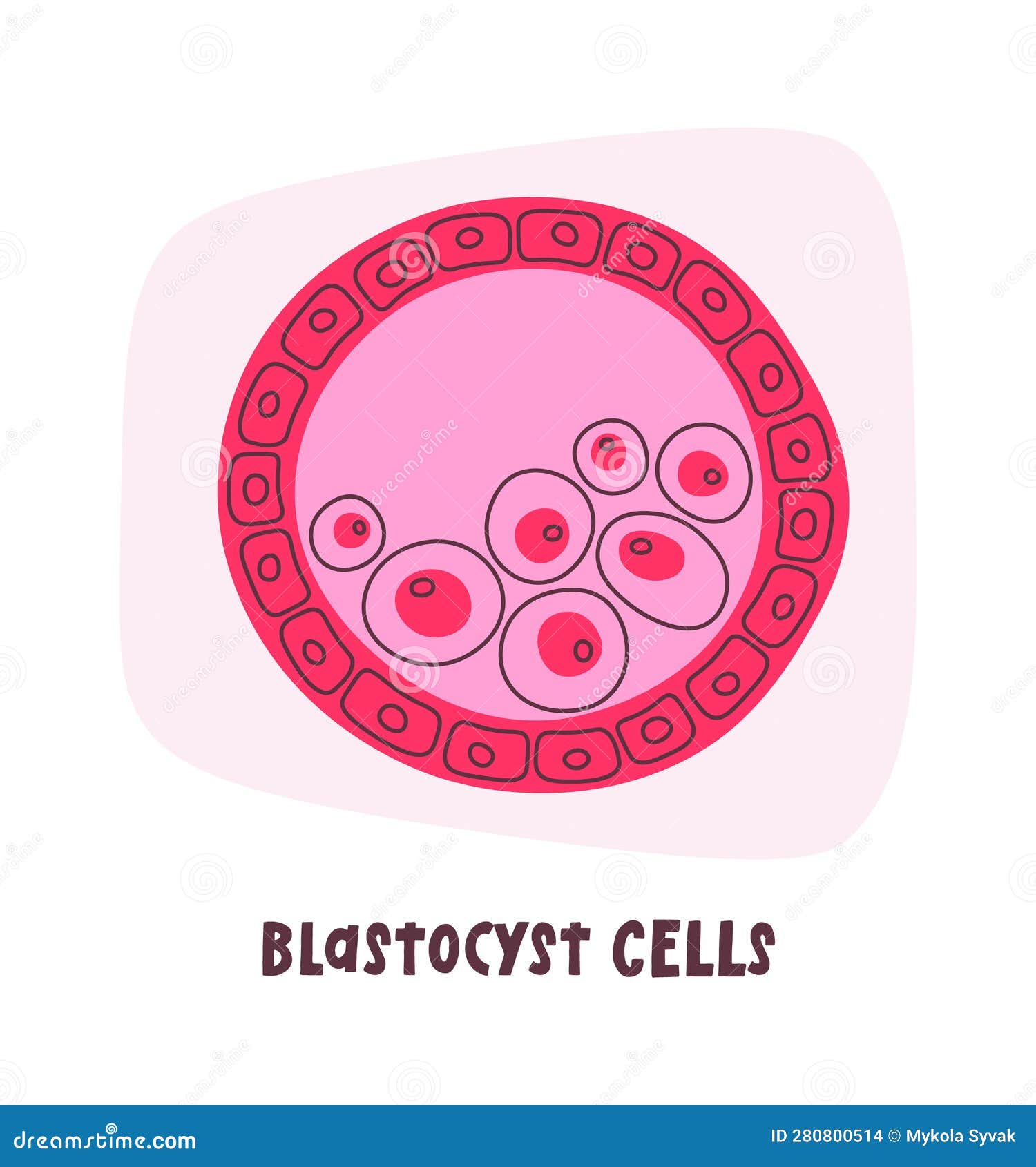 Blastocyst Human Cell Cartoon Vector | CartoonDealer.com #280800547