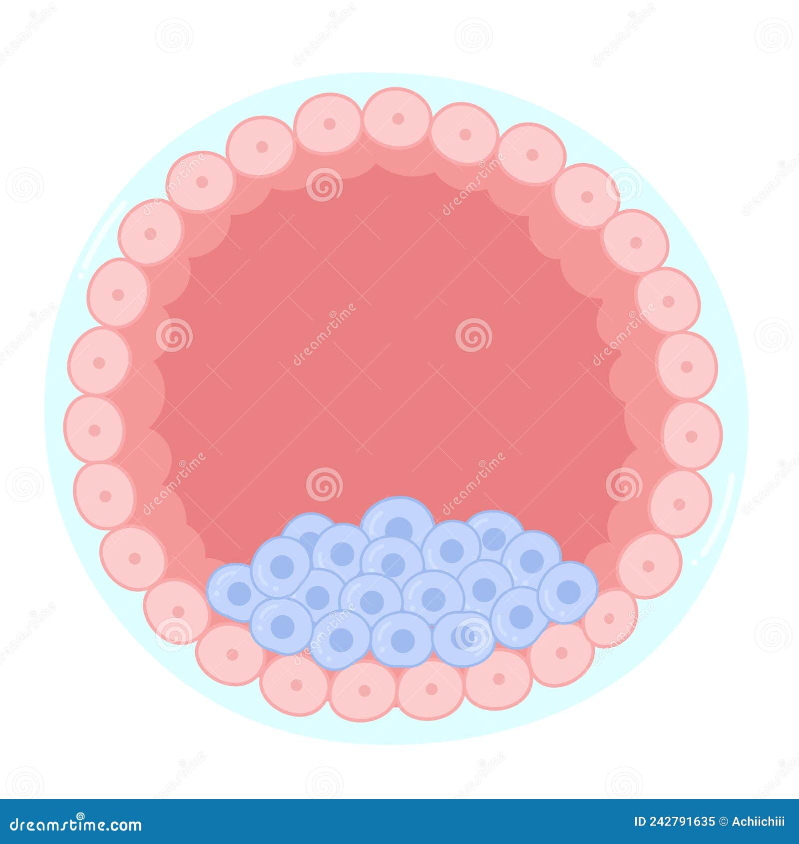 Anatomy of a Blastocyst. a Distinctive Stage of a Mammalian Embryo ...