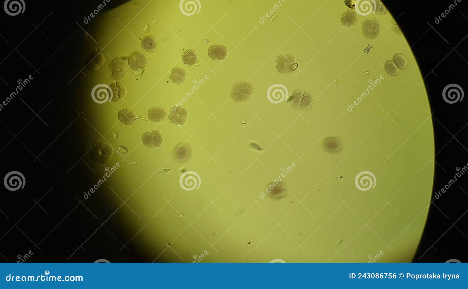 Blastomeres of Mammalian Egg, Microscopic Photo Stock Photo - Image of ...