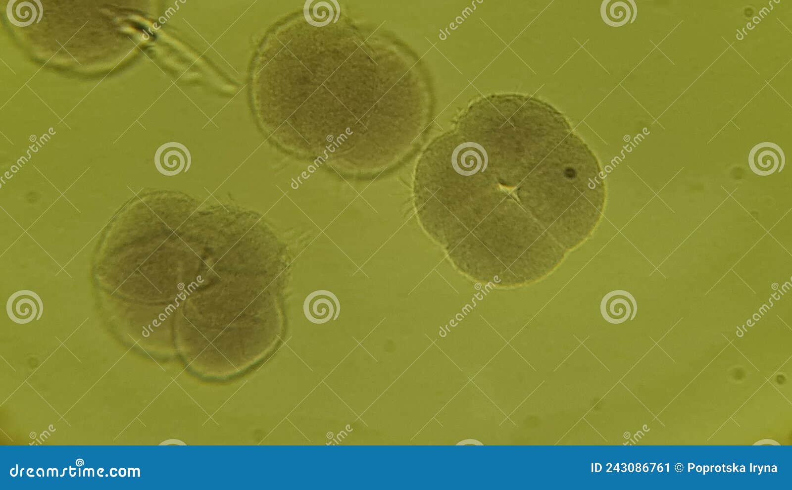 Blastomeres of Mammalian Egg, Microscopic Photo Stock Image - Image of ...