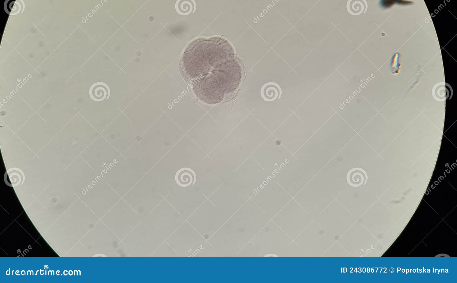 Blastomeres of Mammalian Egg, Microscopic Photo Stock Photo - Image of ...