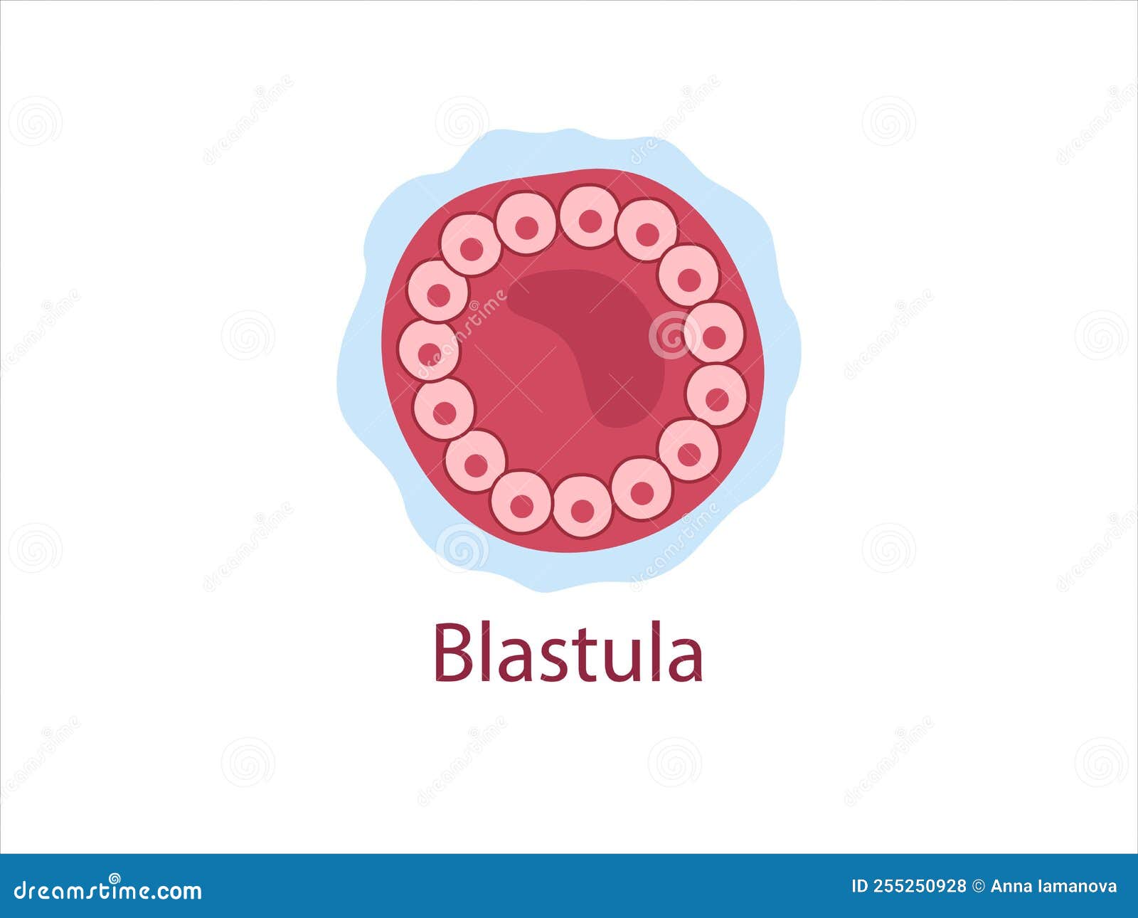 Gastrula. The Cells Of Endoderm And Ectoderm. Royalty-Free Illustration ...