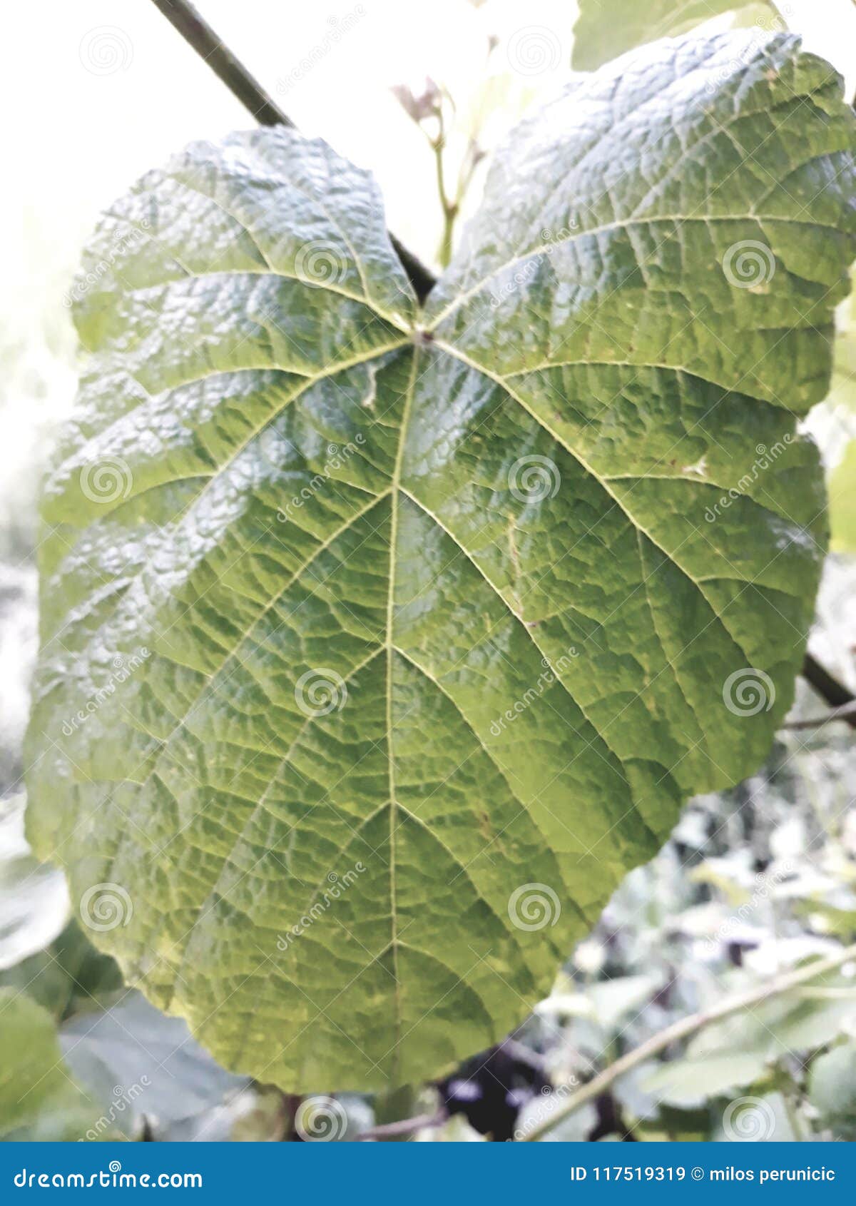 Blatt stockbild. Bild von baum, grün, nave, blatt - 117519319