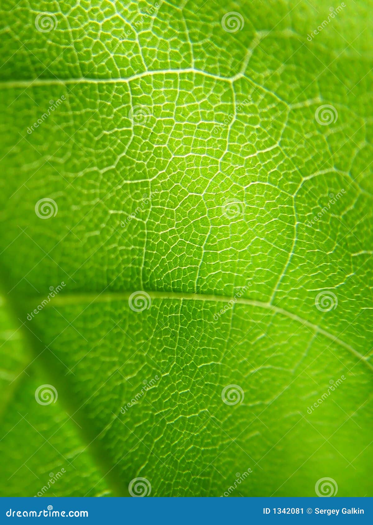 Blatt stockbild. Bild von blatt, nahaufnahme, regen, auszug - 1342081