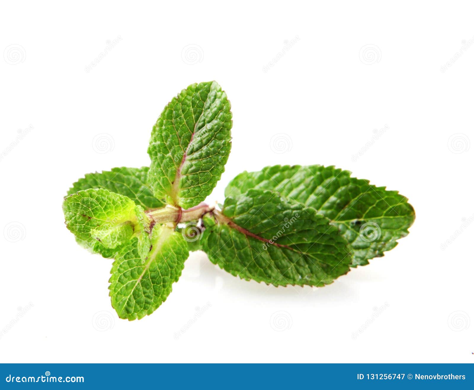 Blatt der frischen Minze stockbild. Bild von geschmack - 131256747