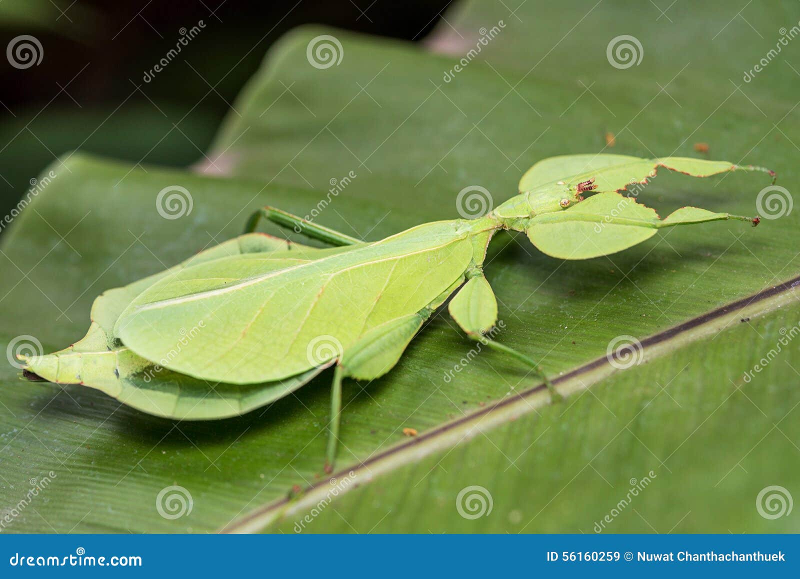 Blatt-Insekt stockbild. Bild von geschöpf, makro, nett - 56160259