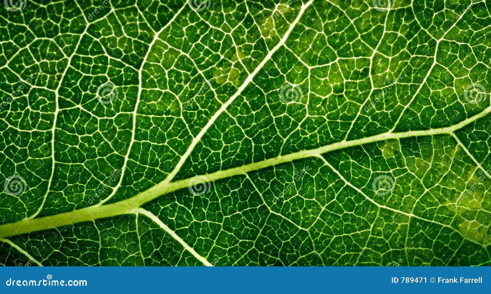 Blatt-Muster stockbild. Bild von makro, blatt, pappel, nahaufnahme - 789471