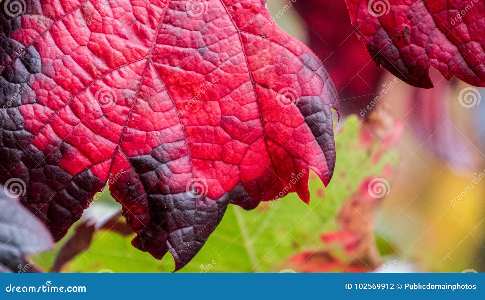 Blattrosa-Floraanlage Bild. Bild: 102569912