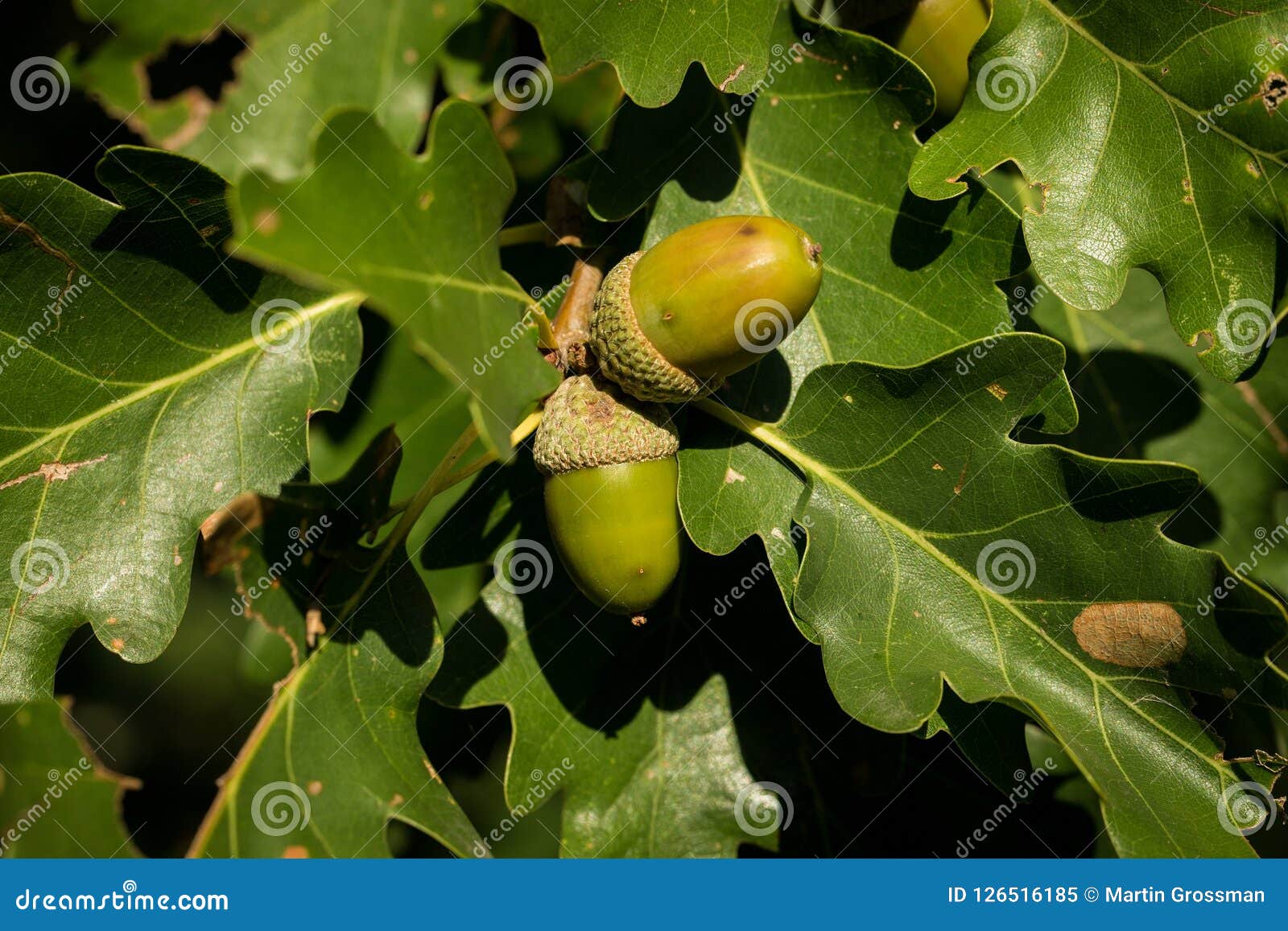 Blatt Und Eichel Der Pedunculate Englischen Eiche - Eiche Robur ...