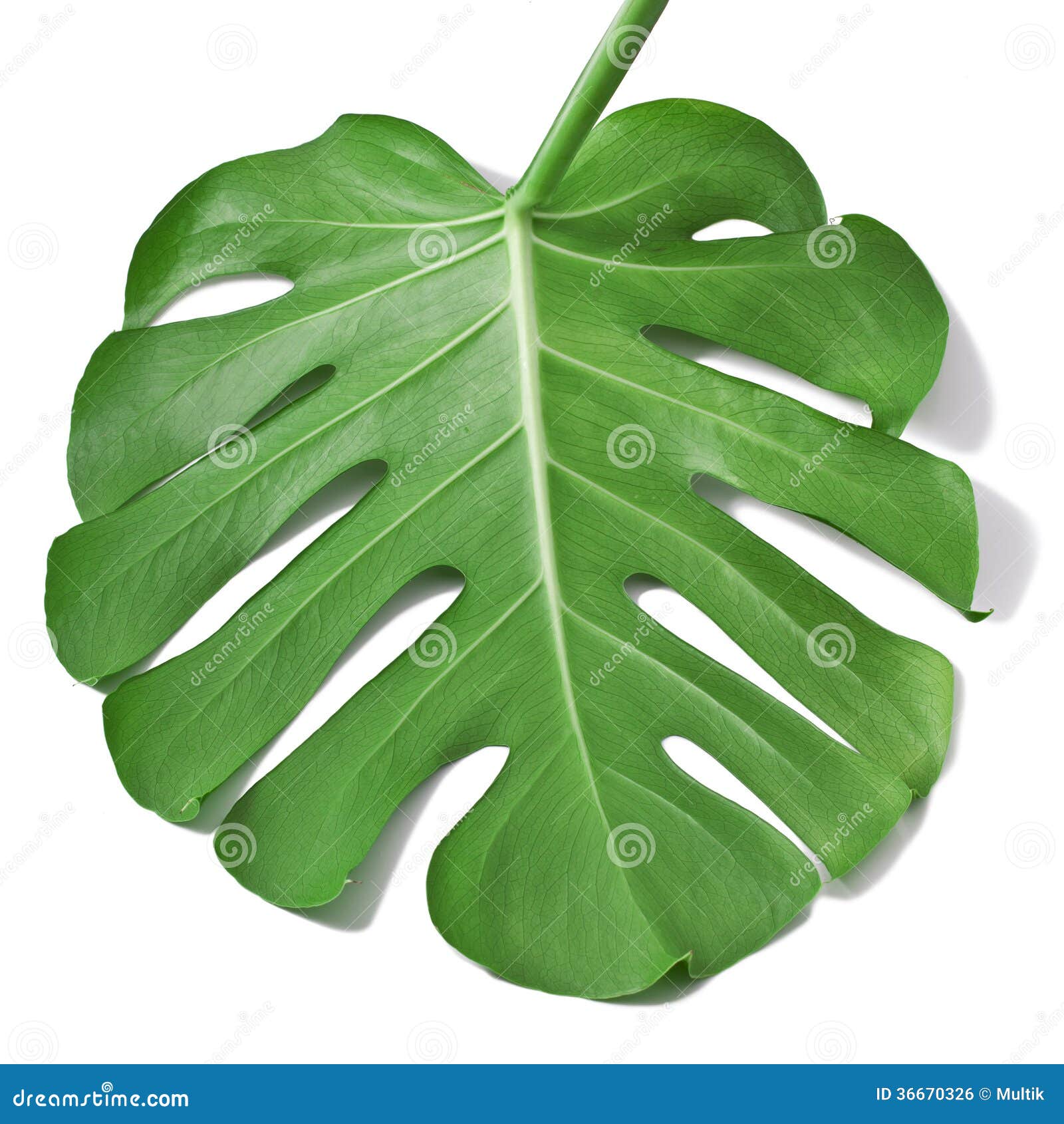 Blatt von Monstera-Anlage stockfoto. Bild von klima, blatt - 36670326