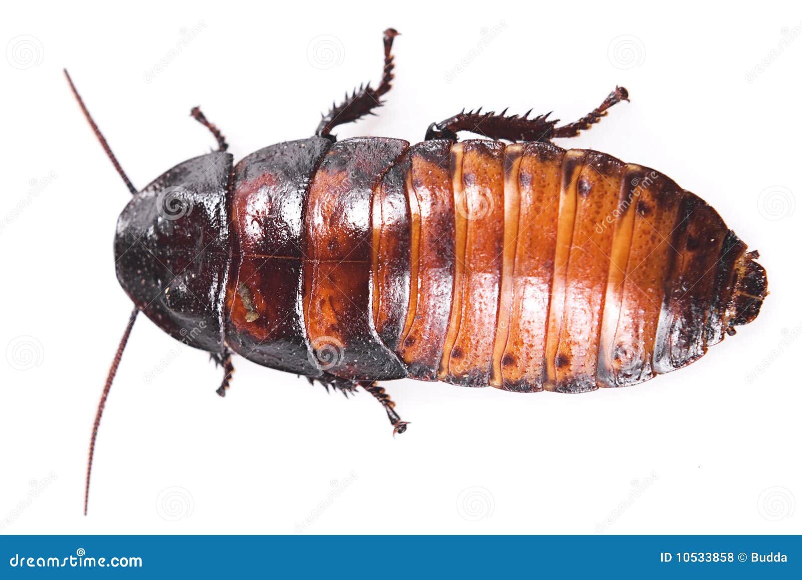 Blatta fotografia stock. Immagine di indietro, sibilo - 10533858