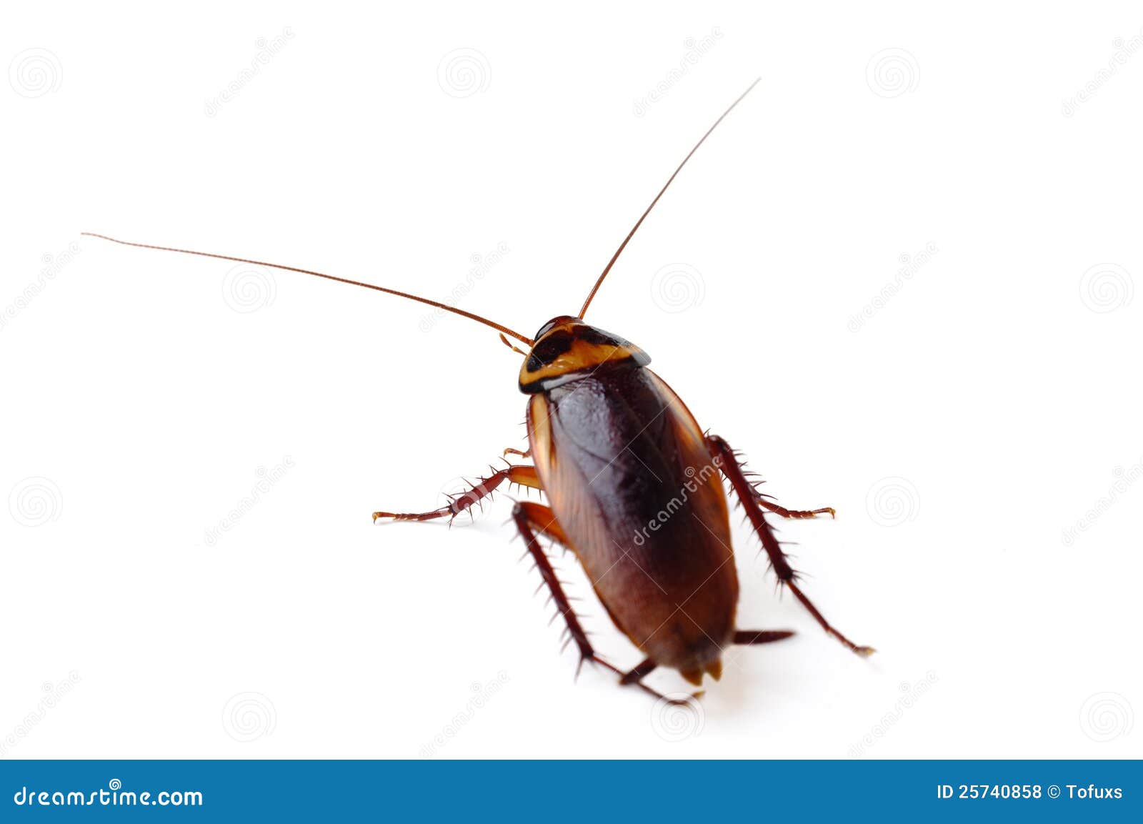 Blatta fotografia stock. Immagine di marrone, parassita - 25740858