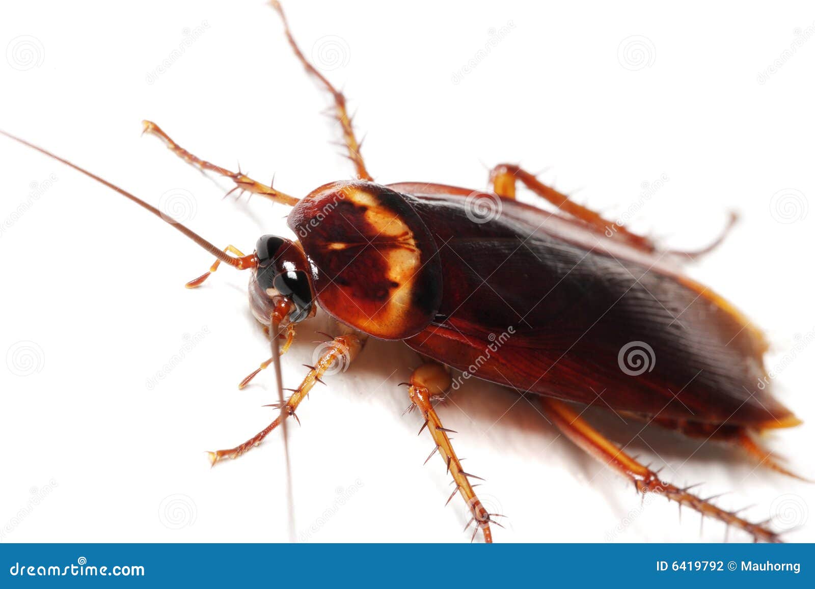 Blatta fotografia stock. Immagine di antenna, marrone - 6419792