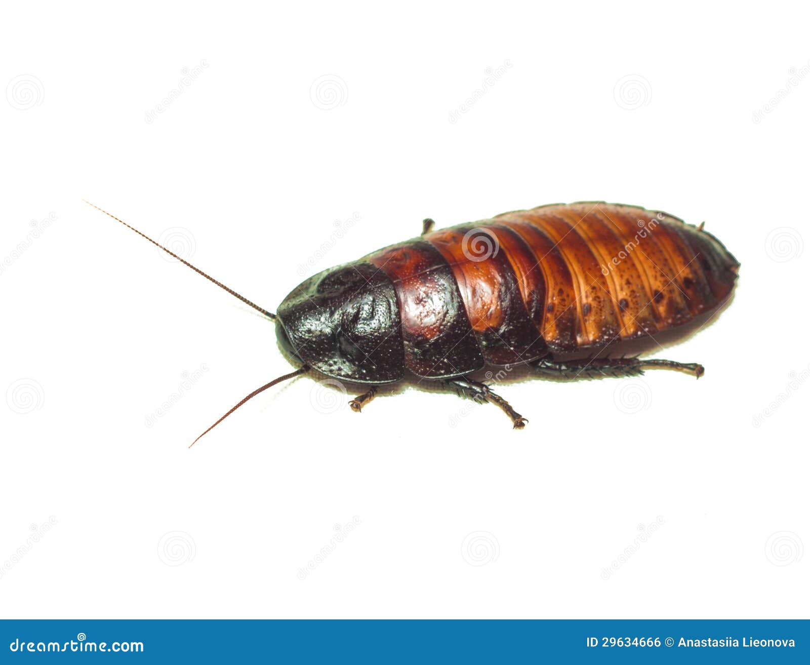 Blatta Del Madagascar. Isolato Su Bianco. Fotografia Stock - Immagine ...