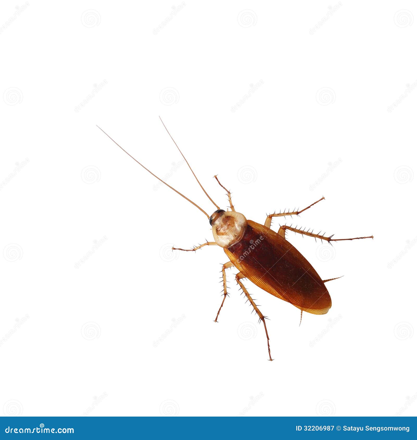 Blatta di Brown immagine stock. Immagine di freno, strisciare - 32206987