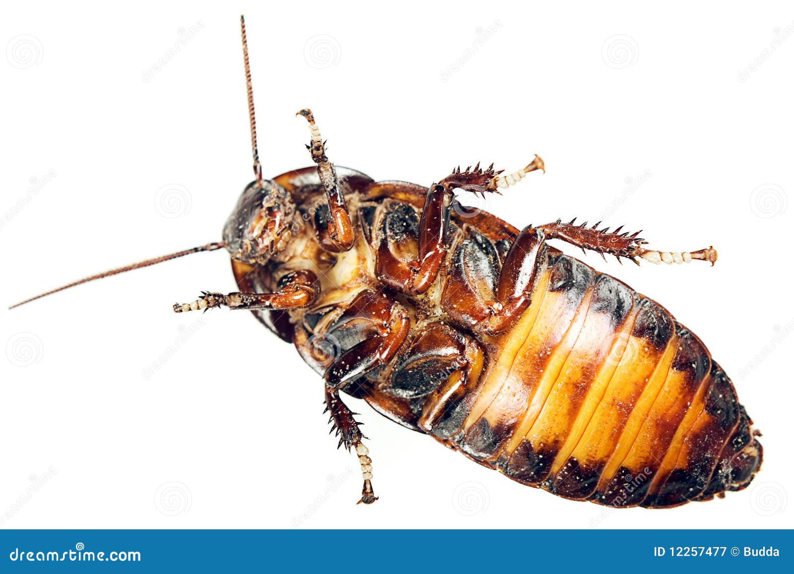 Blatta isolata su bianco immagine stock. Immagine di piedini - 12257477