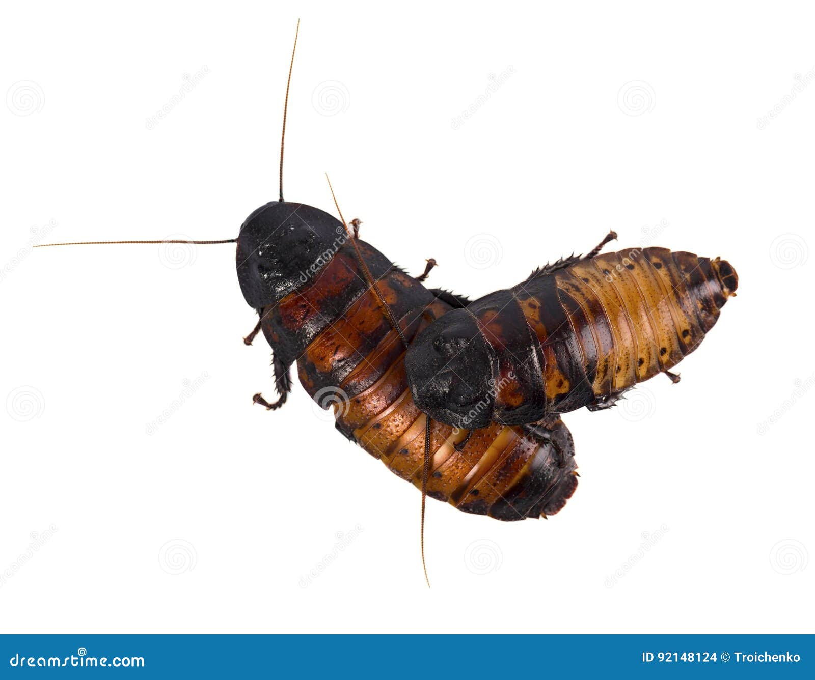 Blatta Isolata Su Fondo Bianco Fotografia Stock - Immagine di epidemia ...